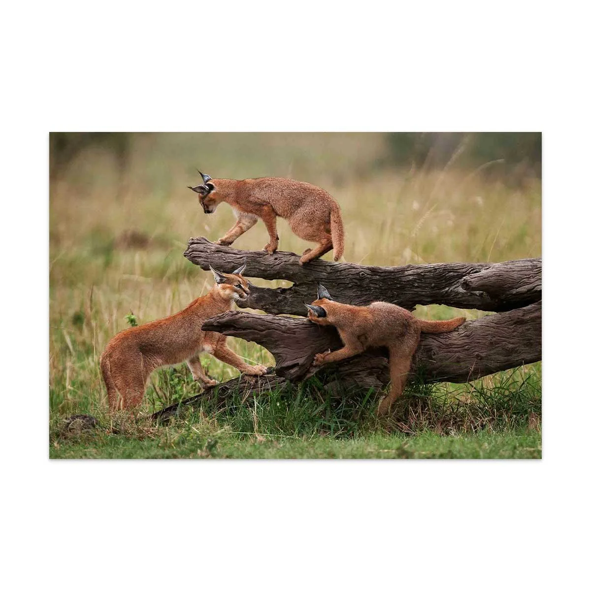 Caracals Print Collection — Fine-Art African Wildlife Photography ...