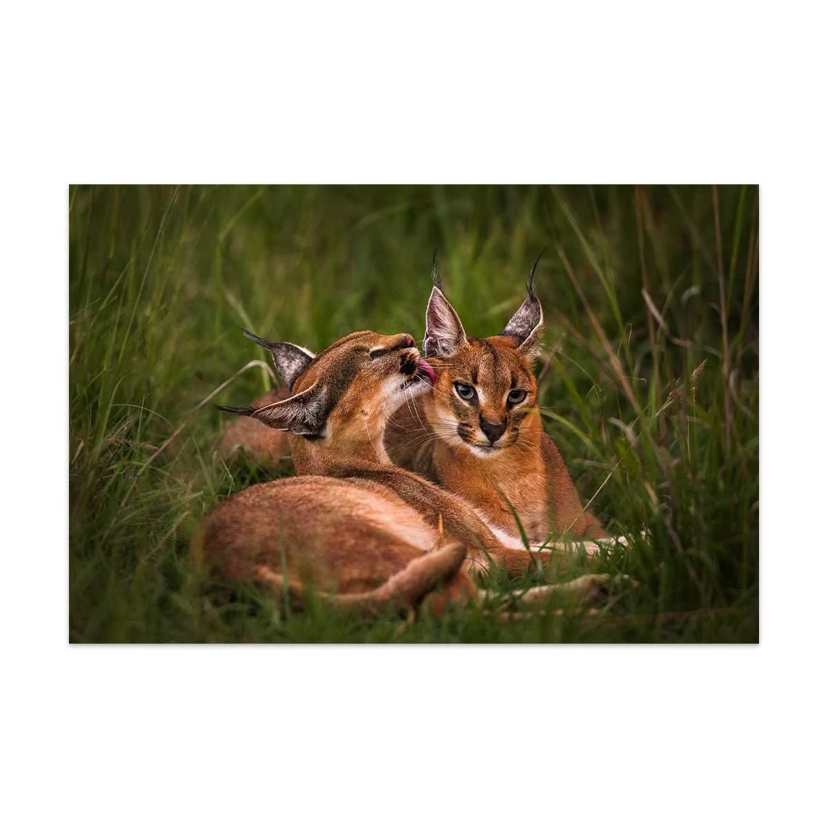 Caracals Print Collection — Fine-Art African Wildlife Photography ...