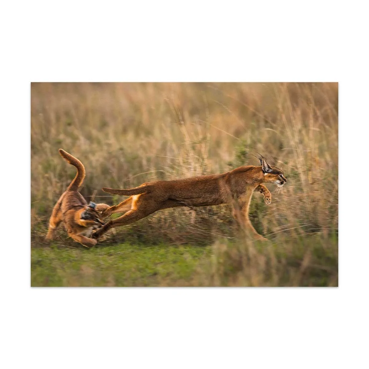 Caracals Print Collection — Fine-Art African Wildlife Photography ...