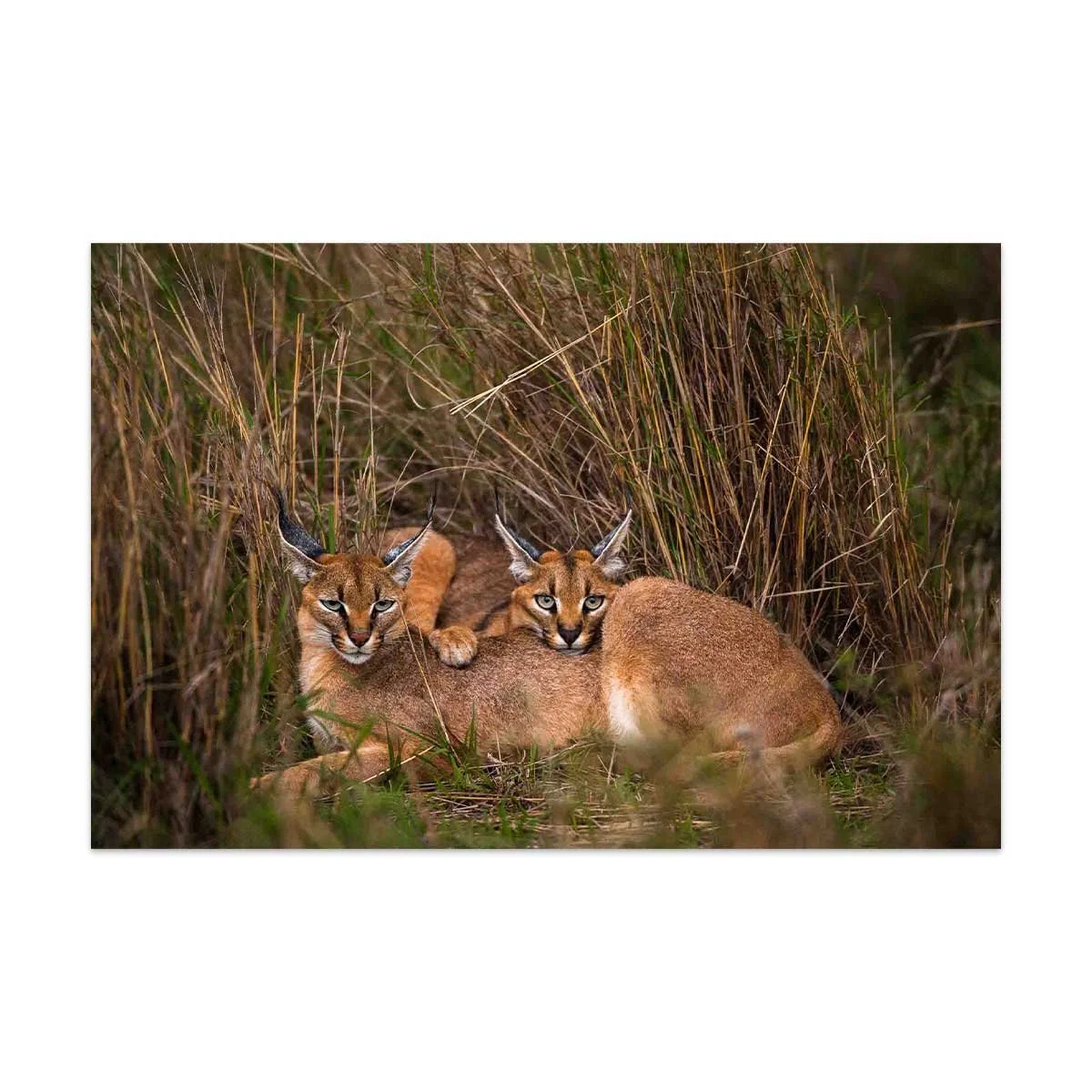 Caracals Print Collection — Fine-Art African Wildlife Photography ...