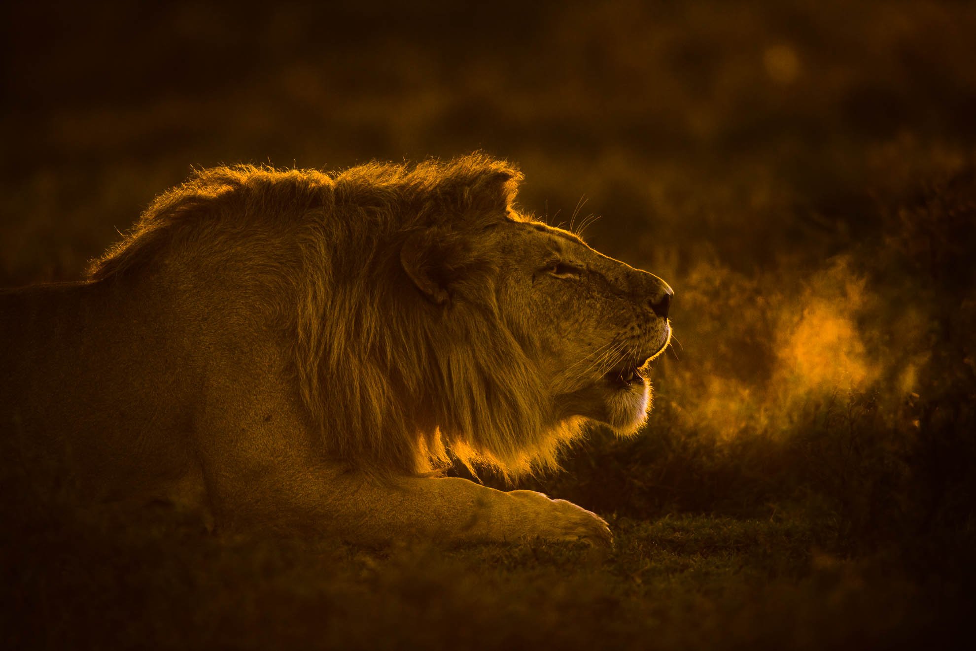 Light and Dust I — Fine-Art African Wildlife Photography | Federico ...