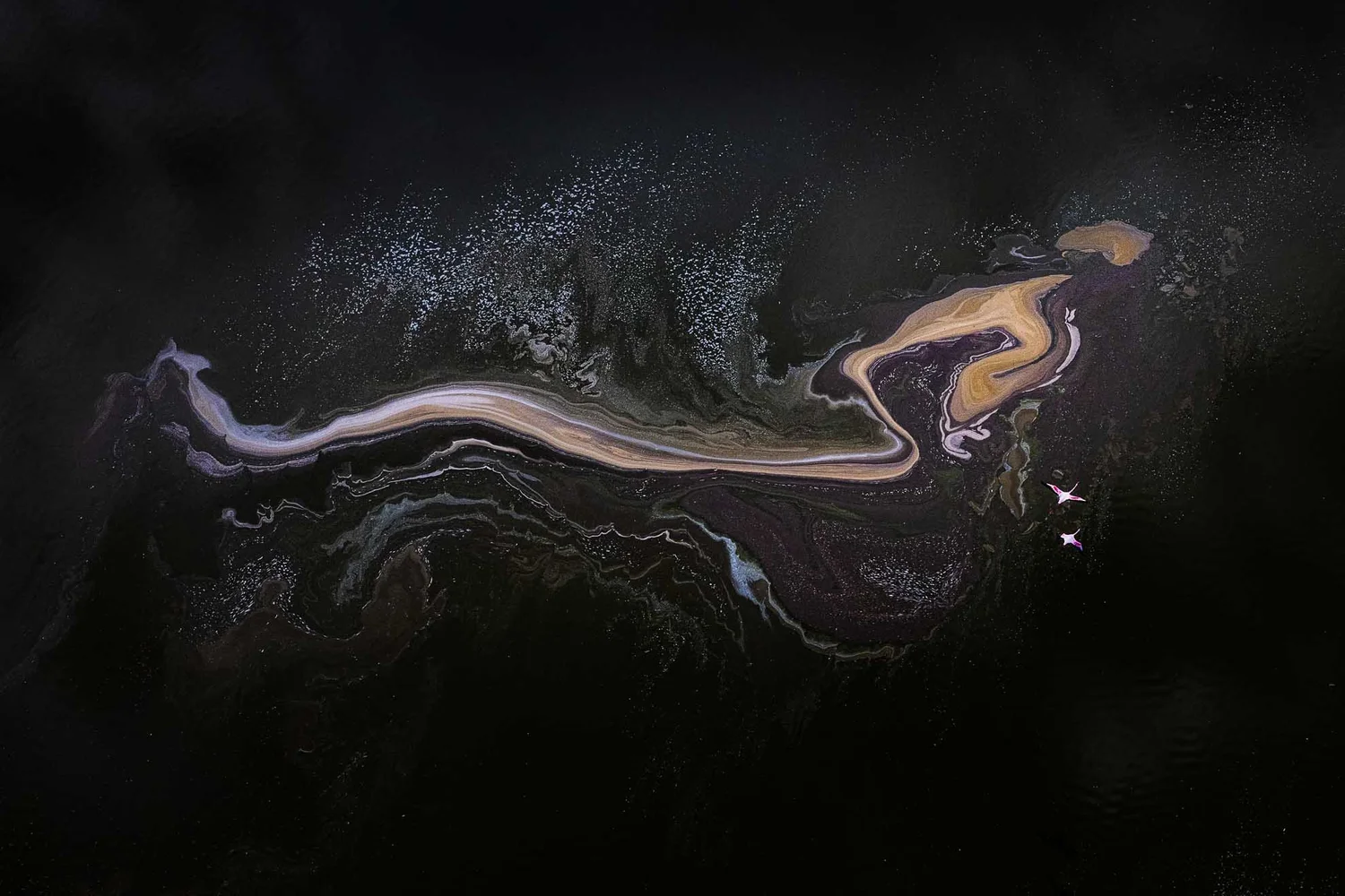 Portfolio — Fine-Art African Wildlife Photography | Federico Veronesi