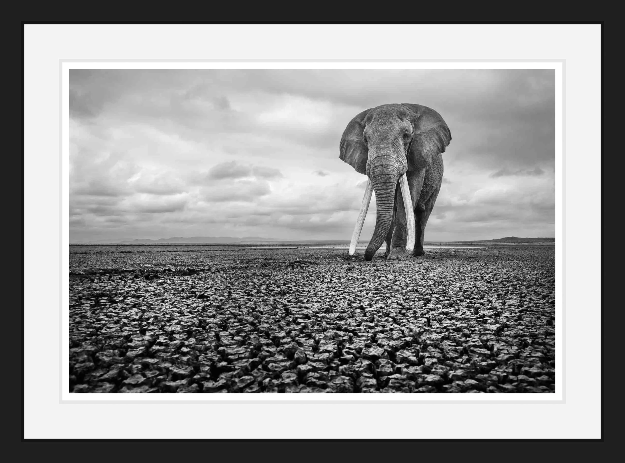Limited Edition Fine-Art Prints — Fine-Art African Wildlife Photography ...