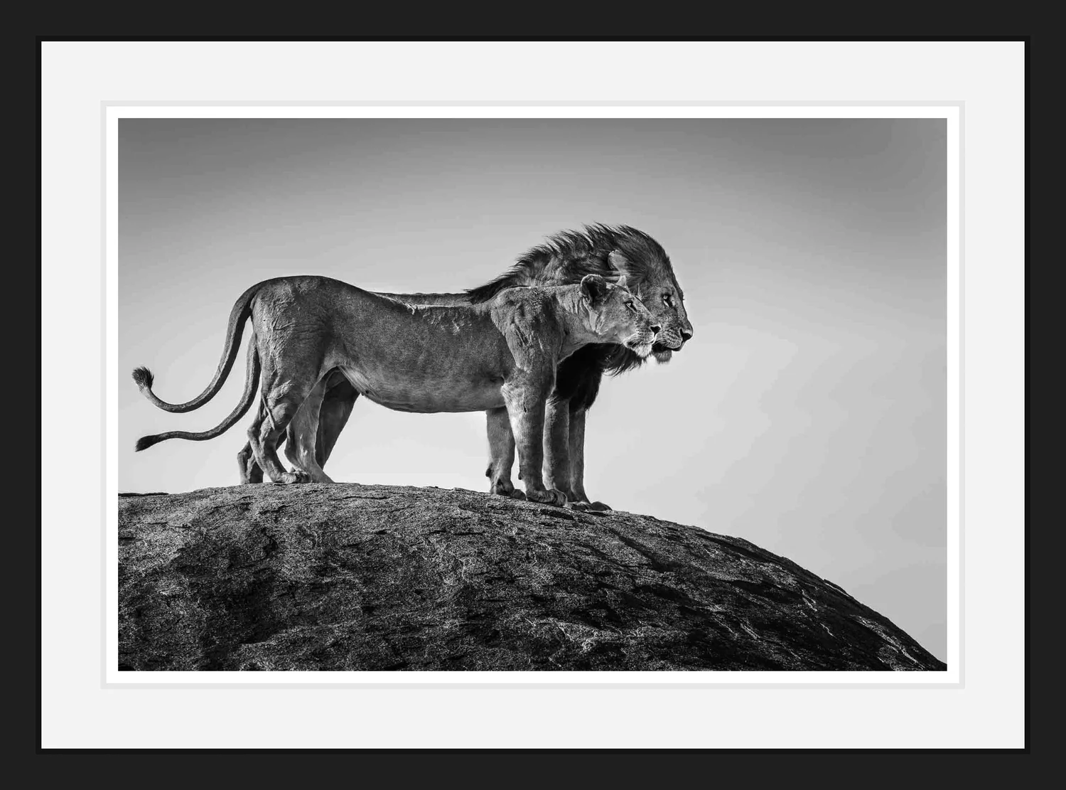 Limited Edition Fine-Art Prints — Fine-Art African Wildlife Photography ...