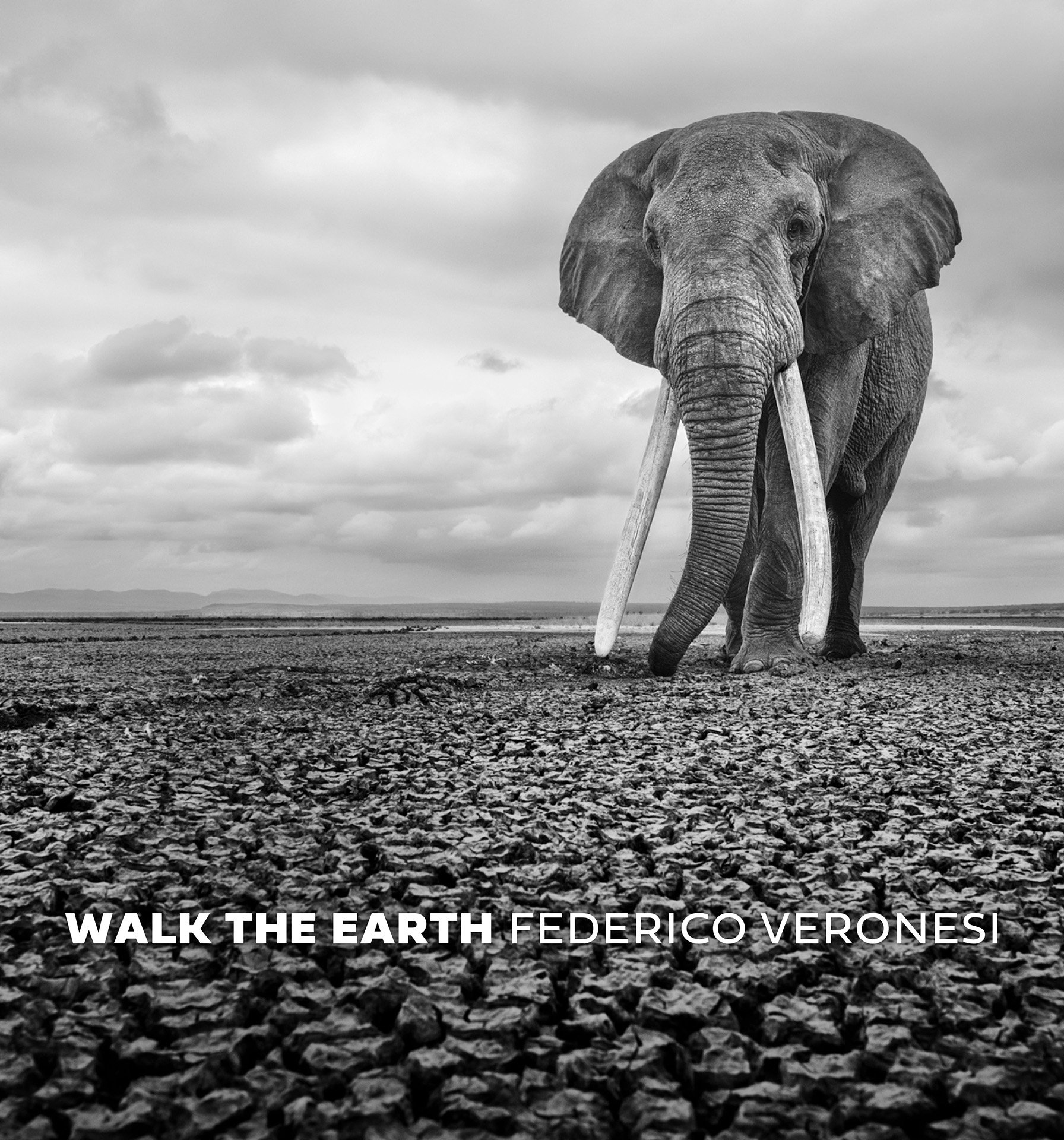 Fine-Art African Wildlife Photography | Federico Veronesi