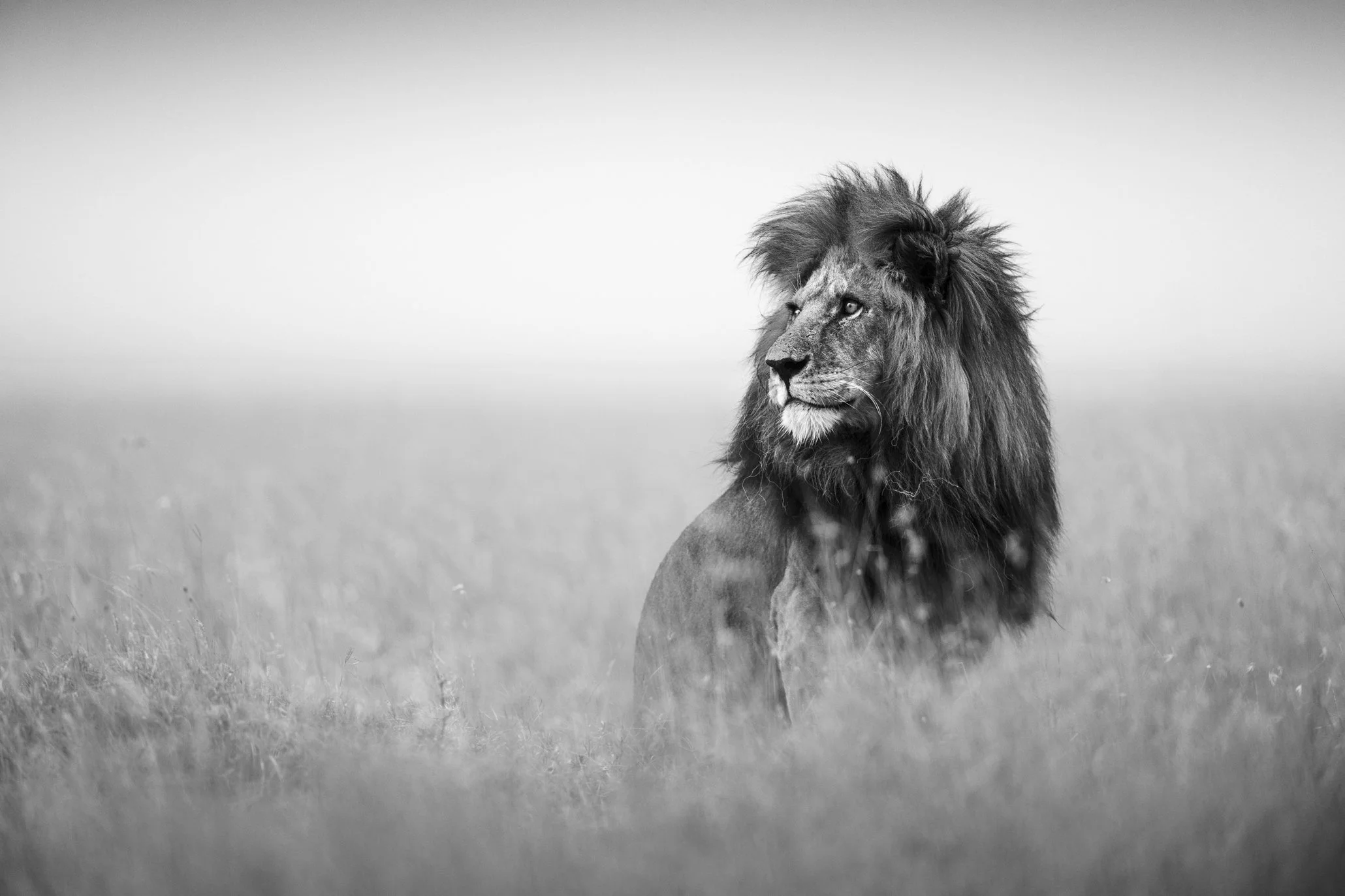 Fine-Art African Wildlife Photography | Federico Veronesi