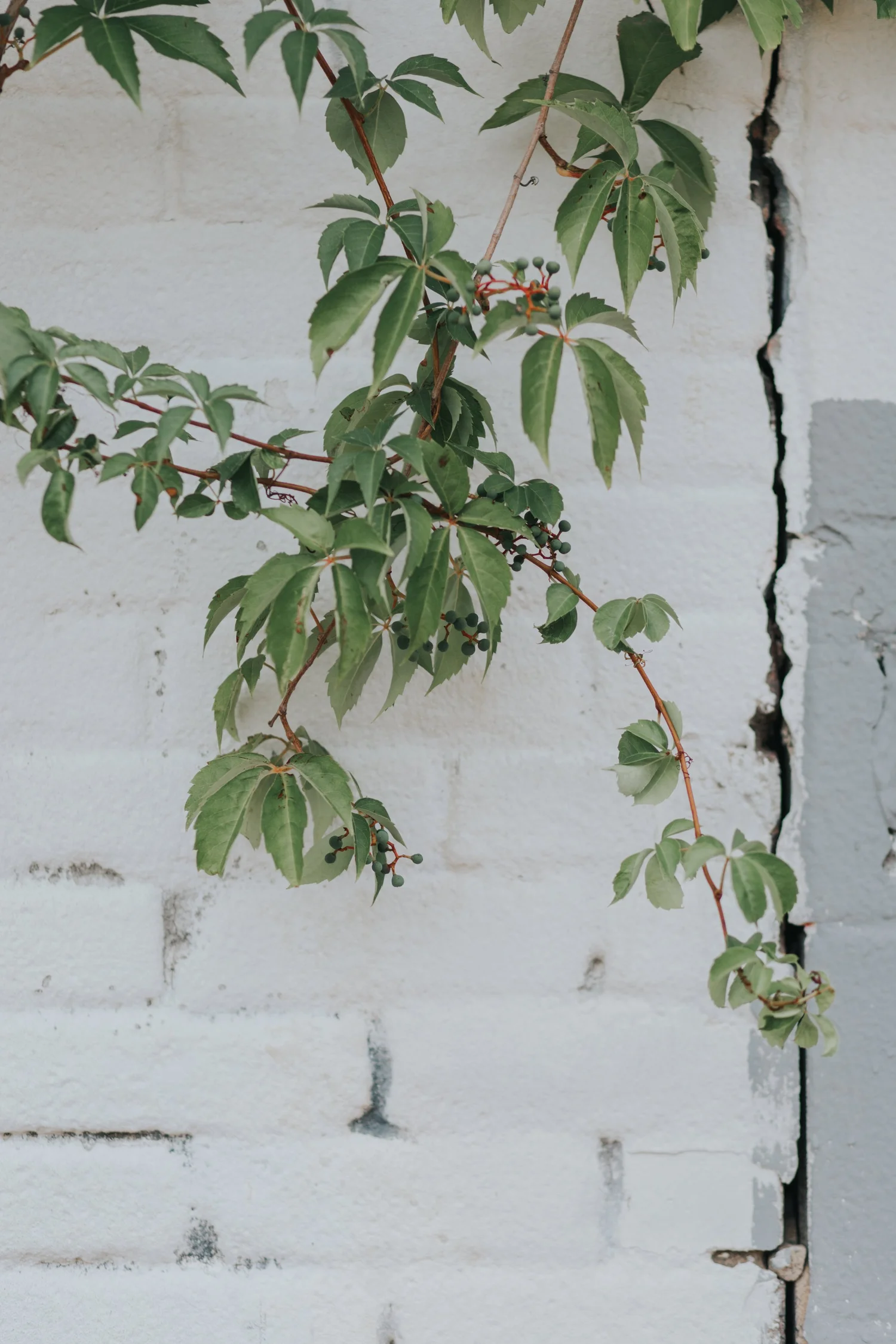 June Mango Design - Branding and Web Design for Therapists and Private ...