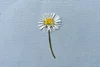 Explore the significance of the humble daisy flower — Little Pressed Flower