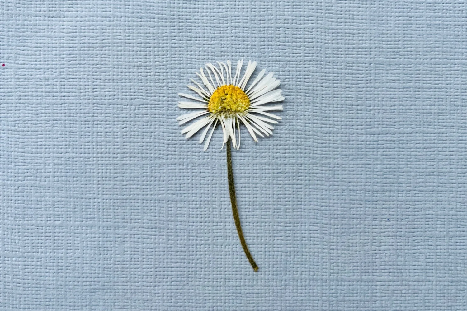 Explore the significance of the humble daisy flower — Little Pressed Flower