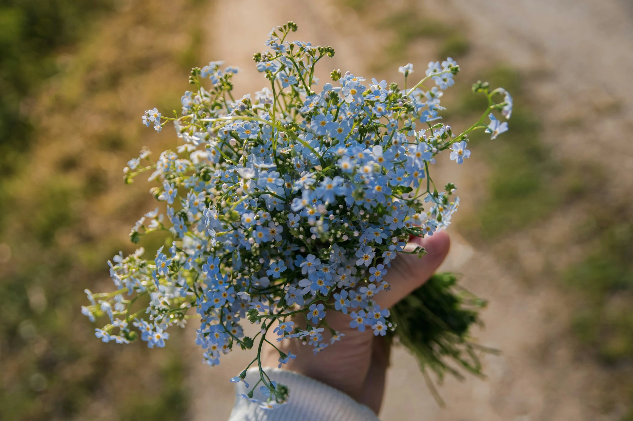 The Symbolism of Forget-Me-Nots — Little Pressed Flower