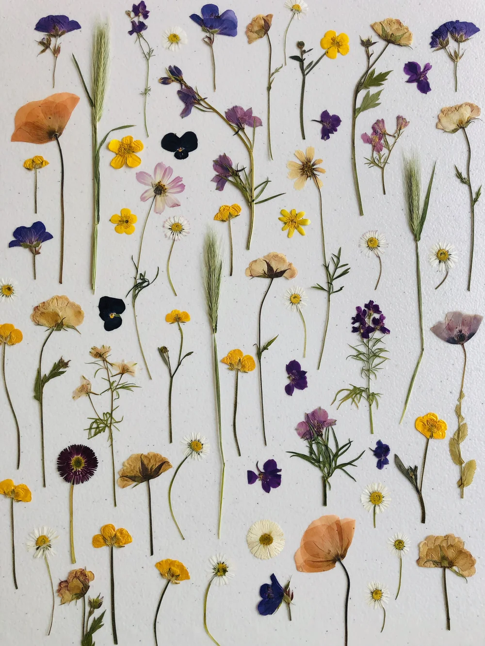 Flower Pressing Courses and Workshops — Little Pressed Flower