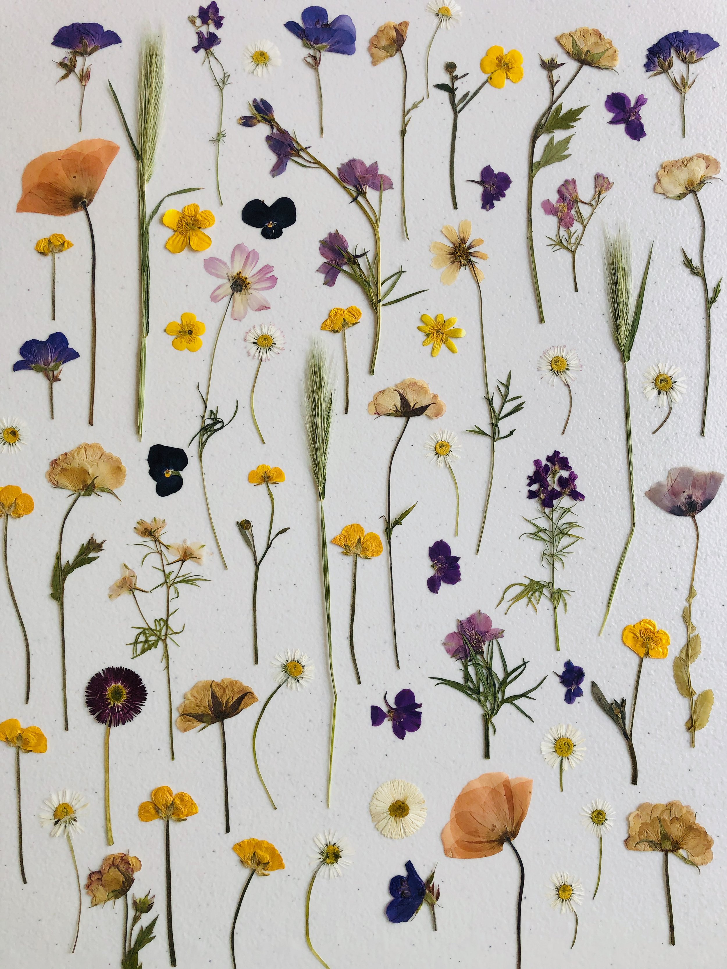 Flower Pressing Courses and Workshops — Little Pressed Flower