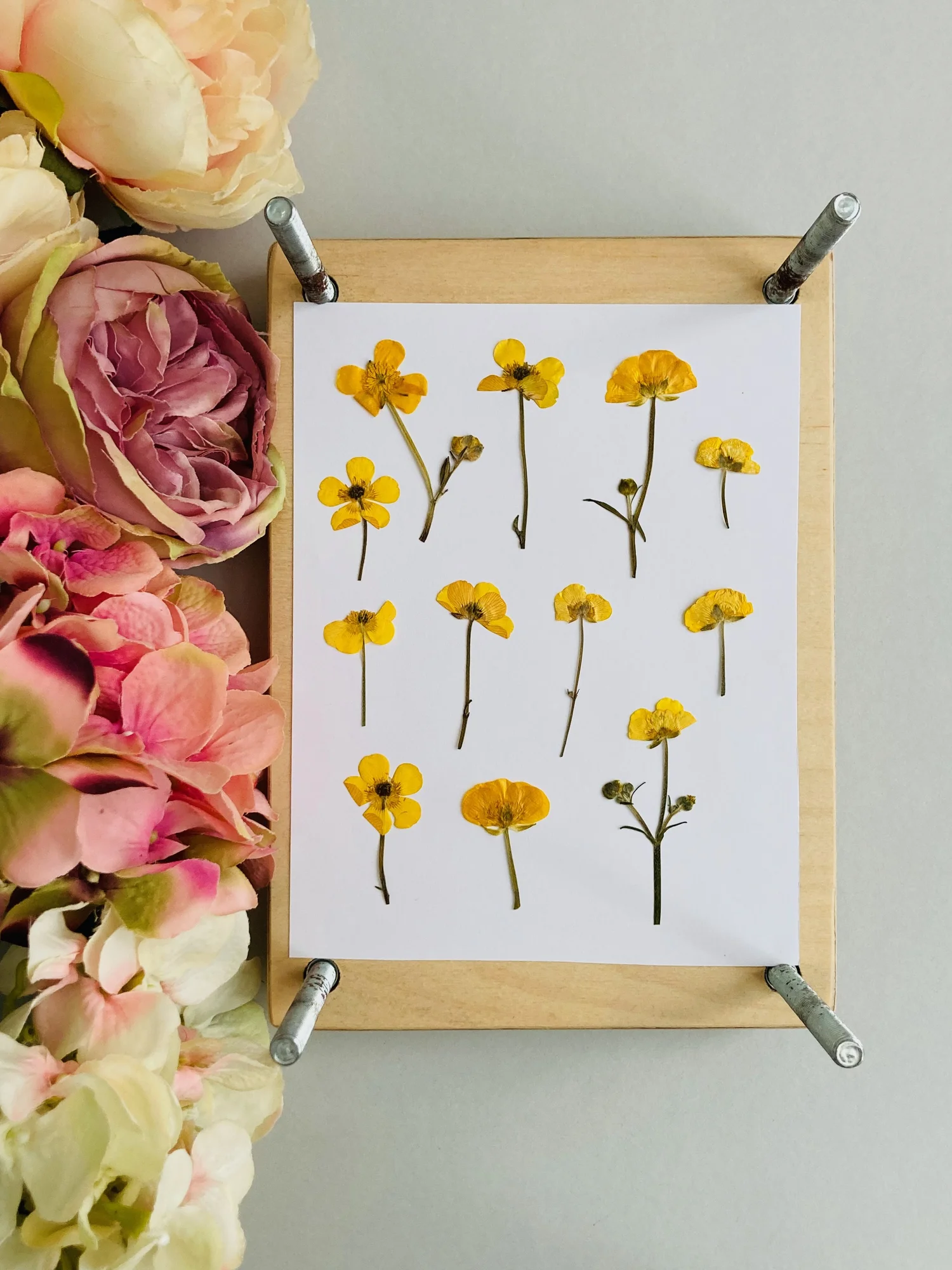 Flower Pressing Courses And Workshops Little Pressed Flower