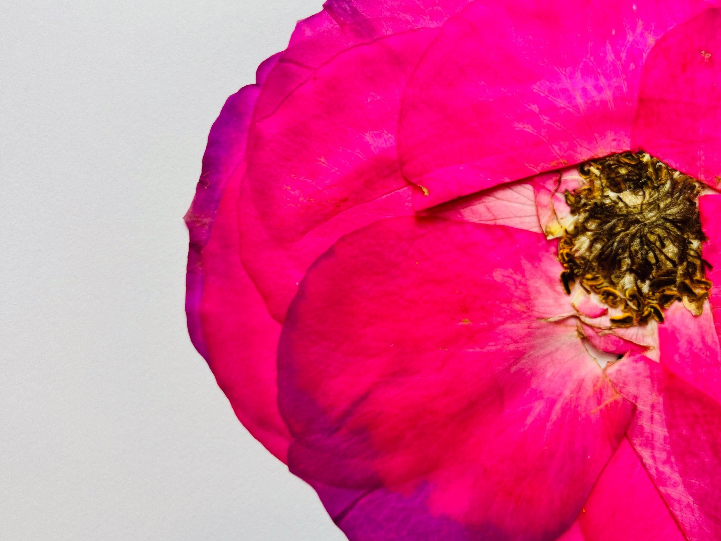 Why Do Pressed Flowers Change Colour? Tips for Pressing — Little ...