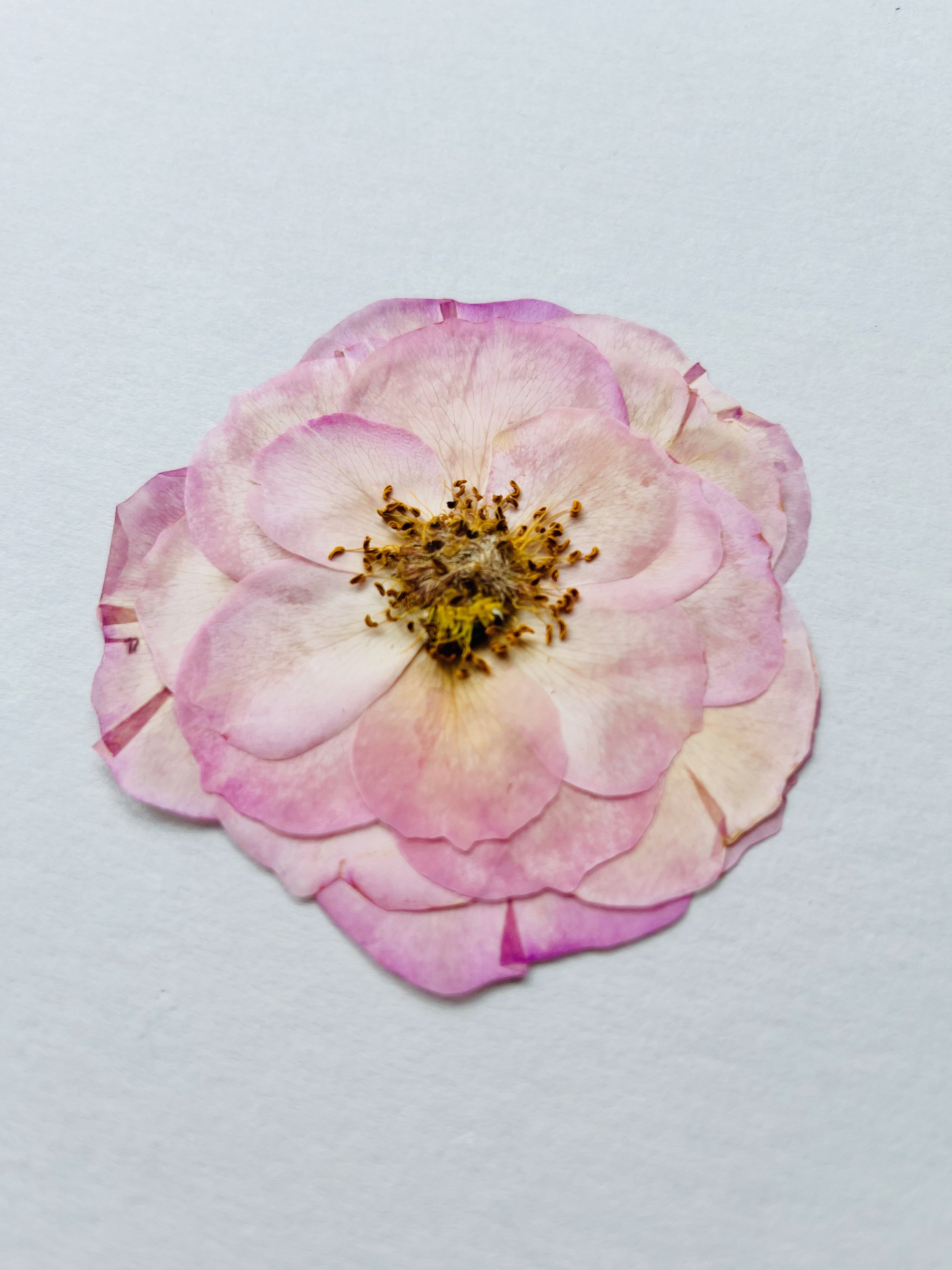 How to Deconstruct Flowers and Reconstruct Pressed Flowers — Little ...