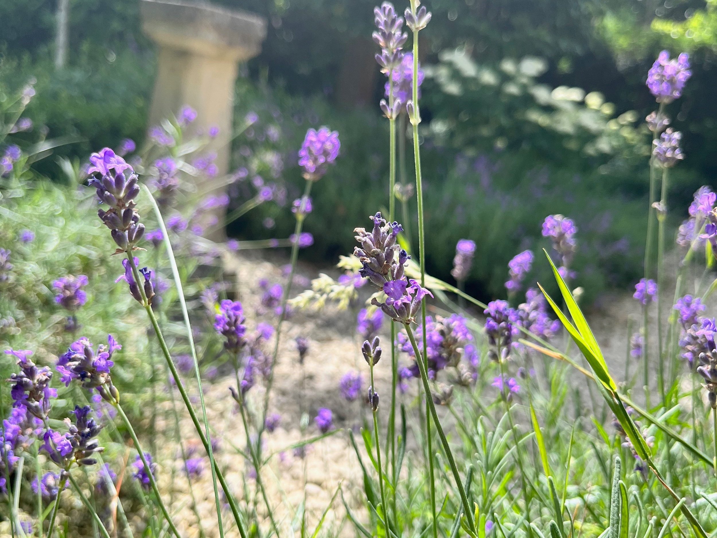 The Significance of Lavender — Little Pressed Flower