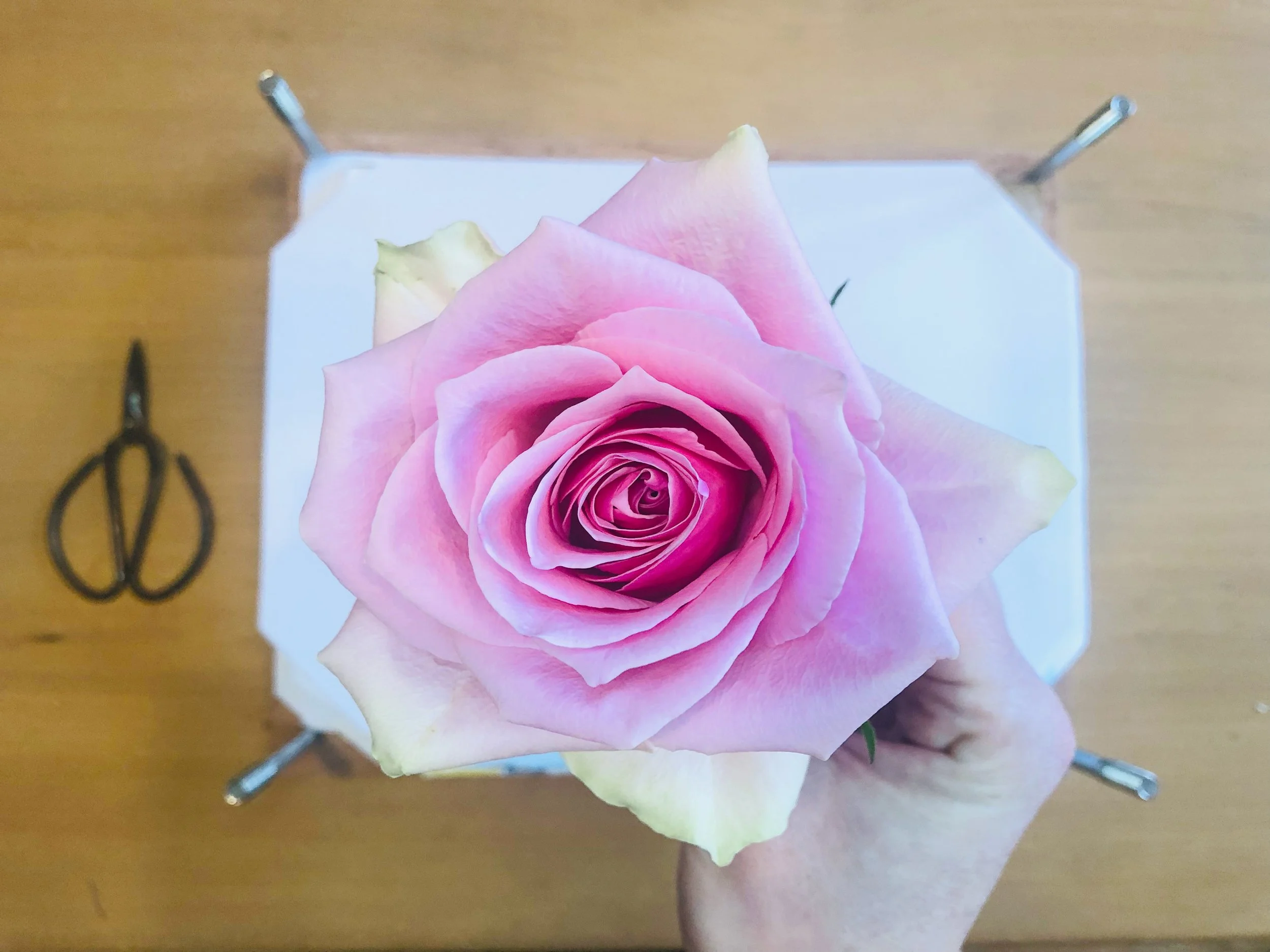 Flower Pressing Courses and Workshops — Little Pressed Flower