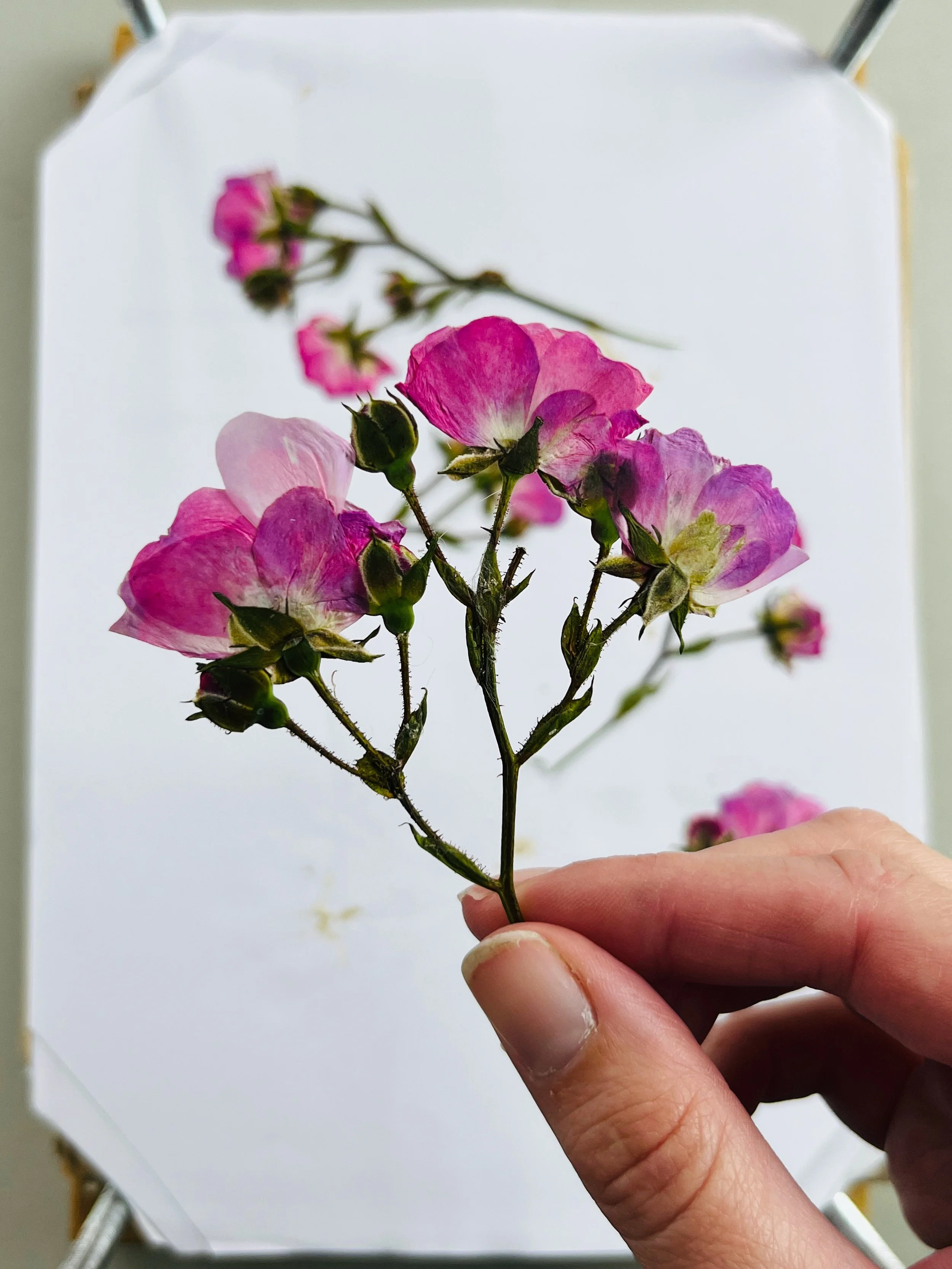 How to Press Thicker Flowers, Including Roses: A Step-by-Step Guidebook ...