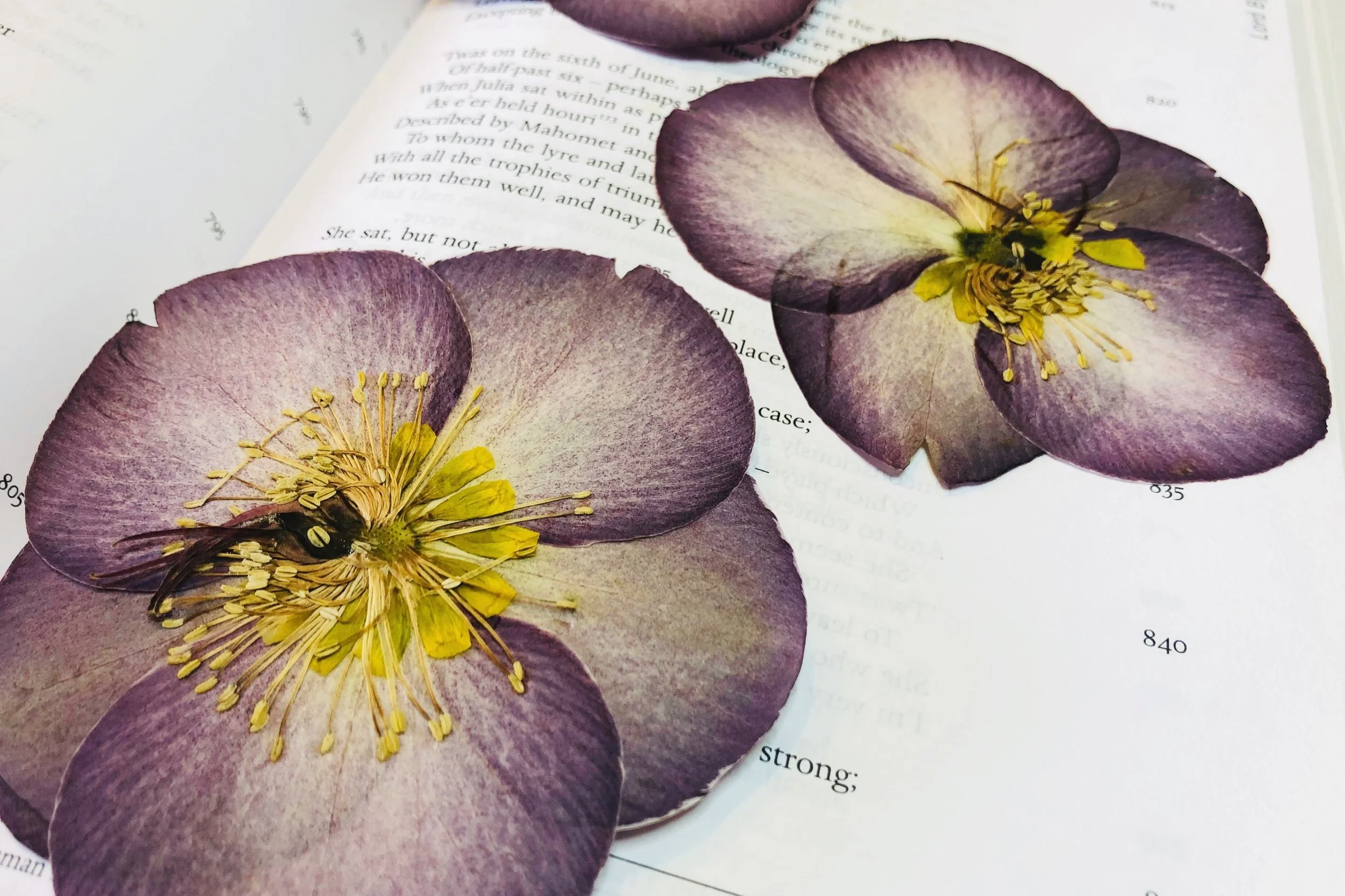 How to press flowers in books — Little Pressed Flower