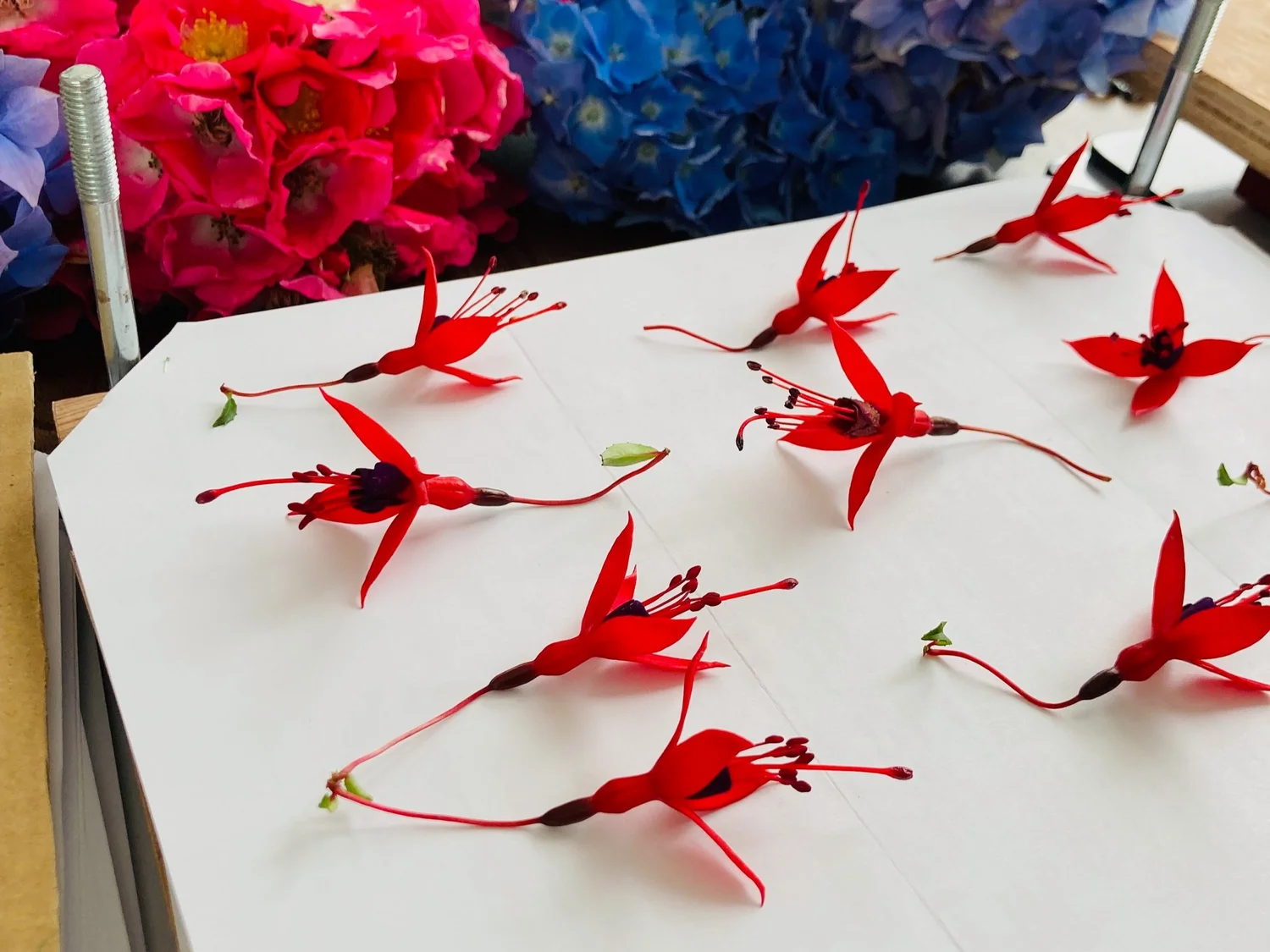 Understanding a Flower's Anatomy for Pressing — Little Pressed Flower