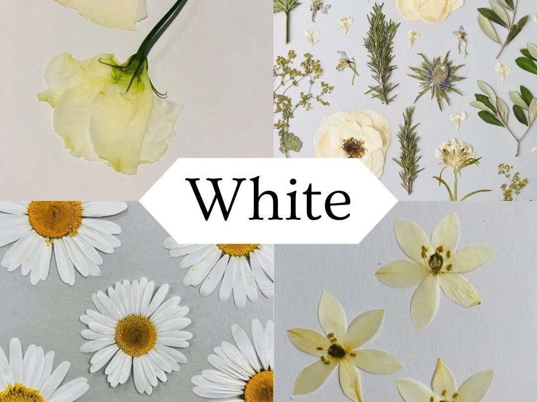 Why Do Pressed Flowers Change Colour? Tips for Pressing — Little ...