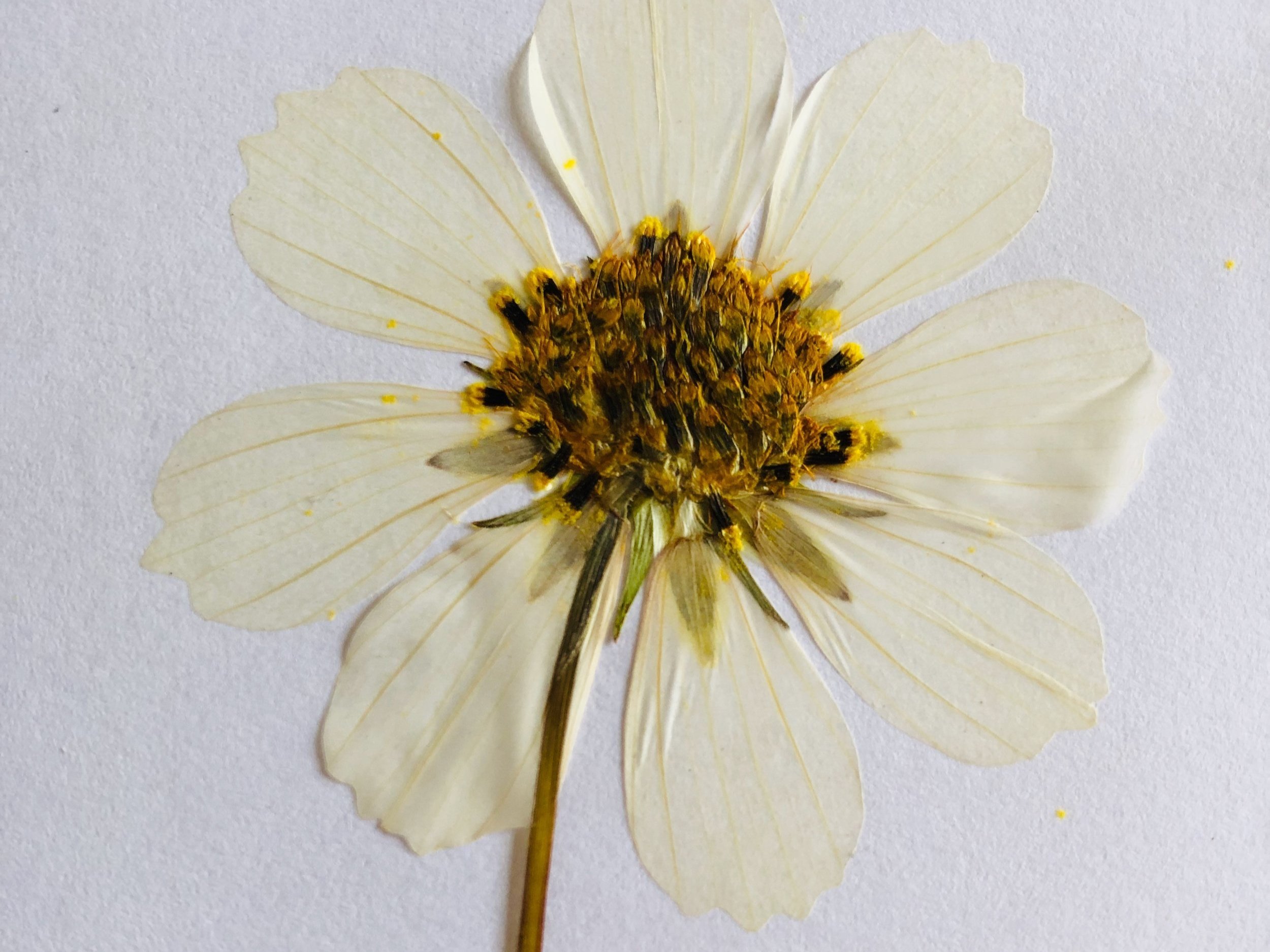 Understanding a Flower's Anatomy for Pressing — Little Pressed Flower