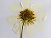 Understanding a Flower's Anatomy for Pressing — Little Pressed Flower