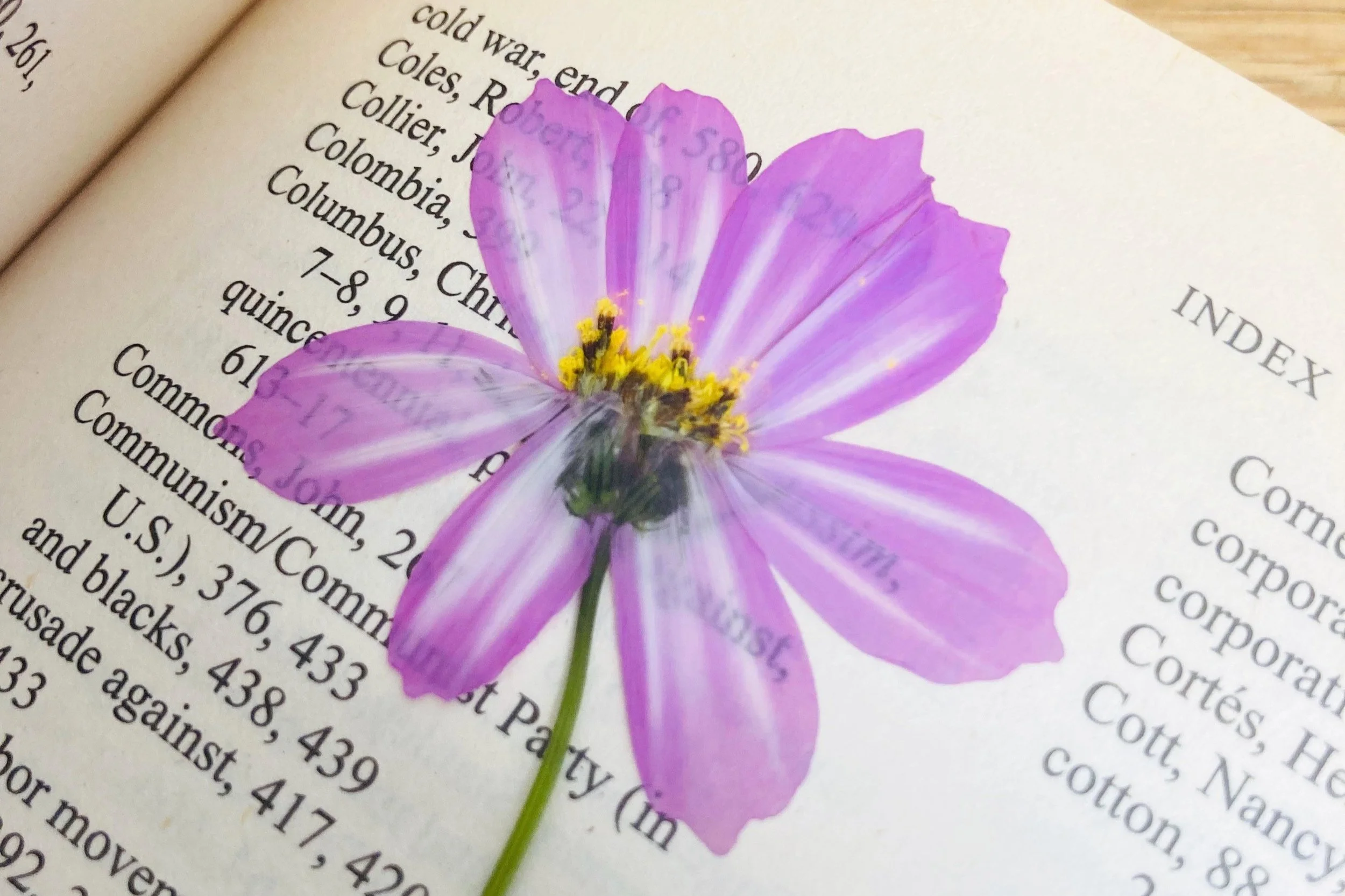 How to press flowers in books — Little Pressed Flower