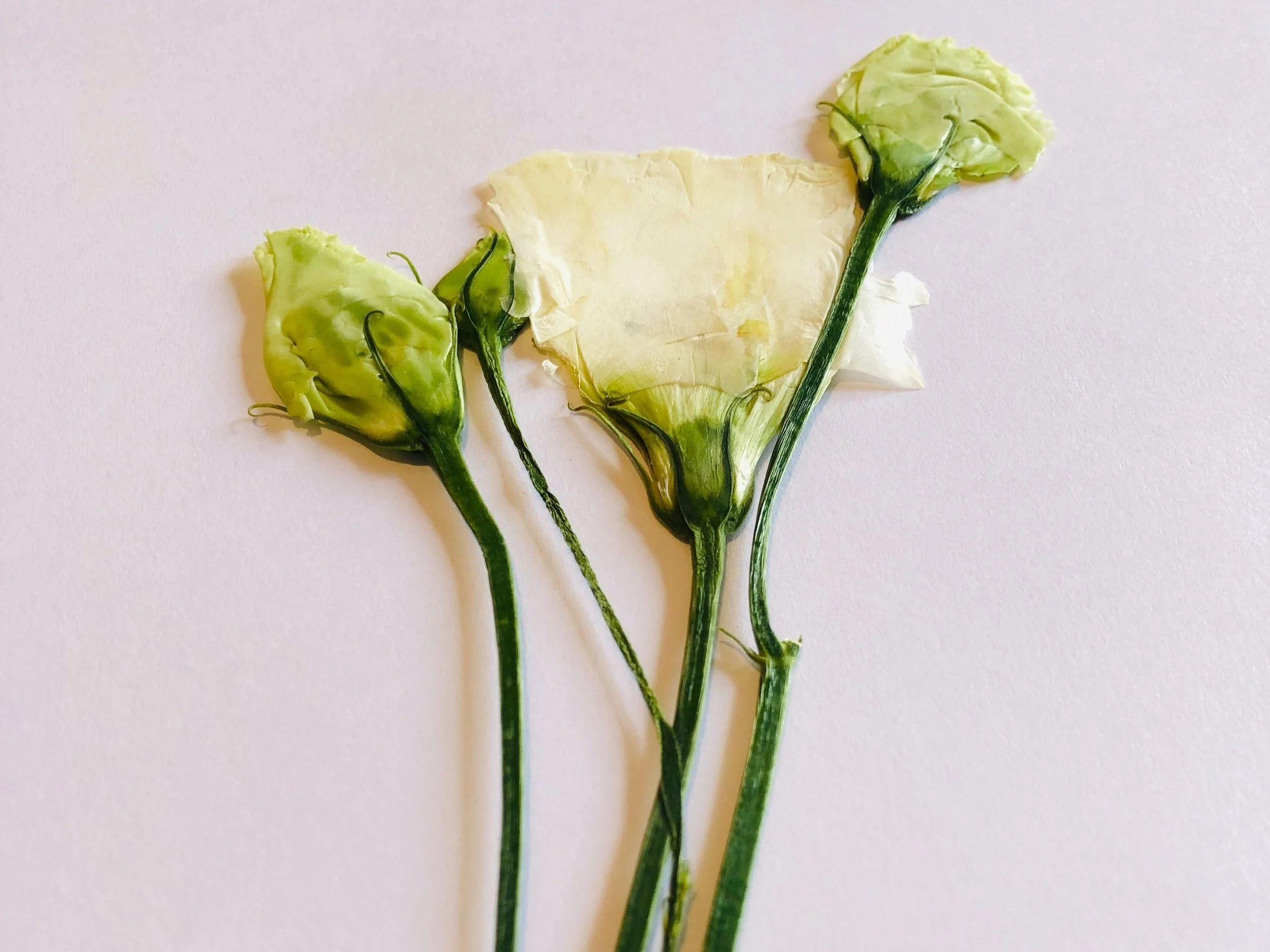 Understanding a Flower's Anatomy for Pressing — Little Pressed Flower