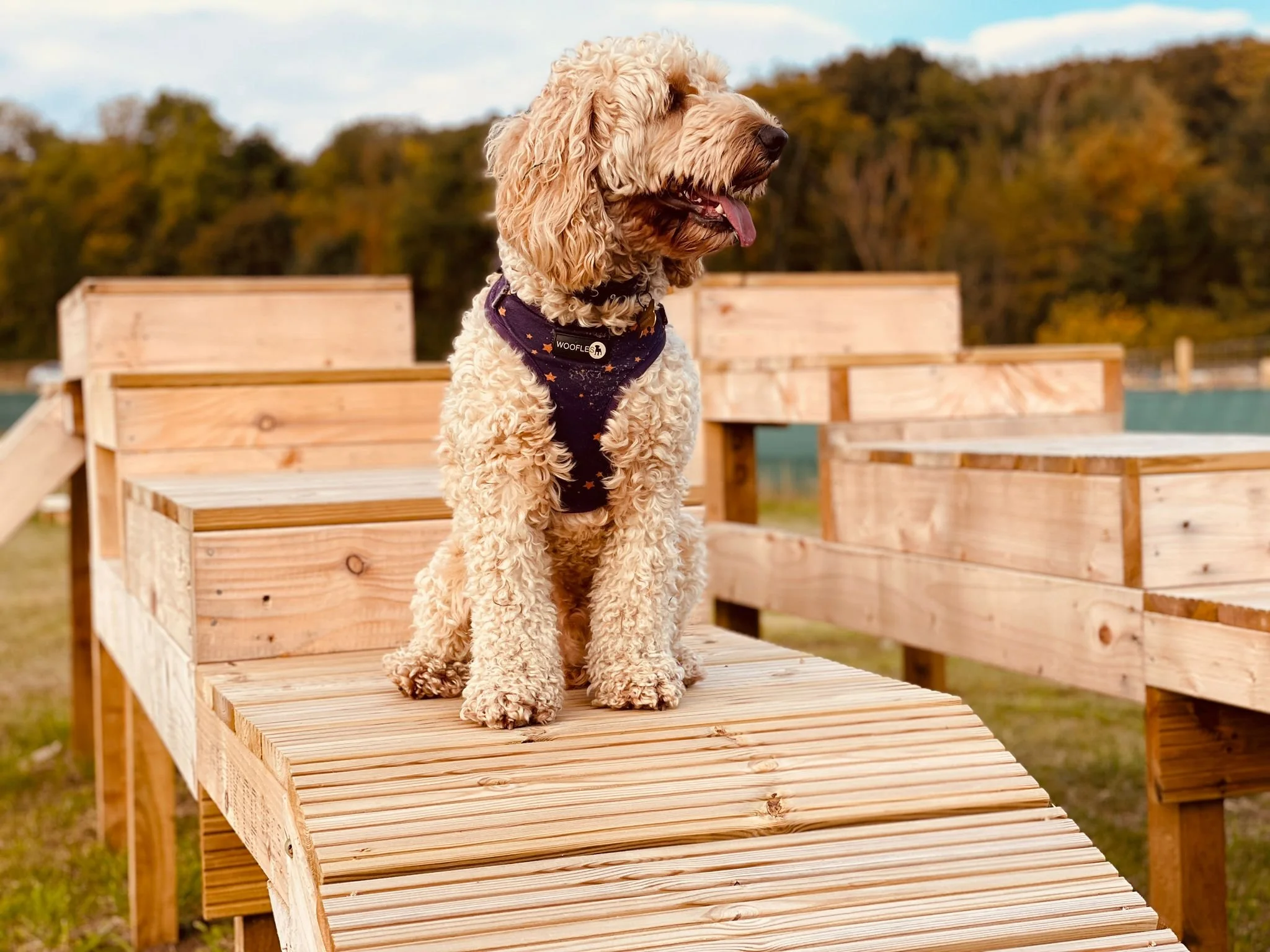 Dundee — Unleashed Dog Adventure Parks | Dog Adventure Parks ...
