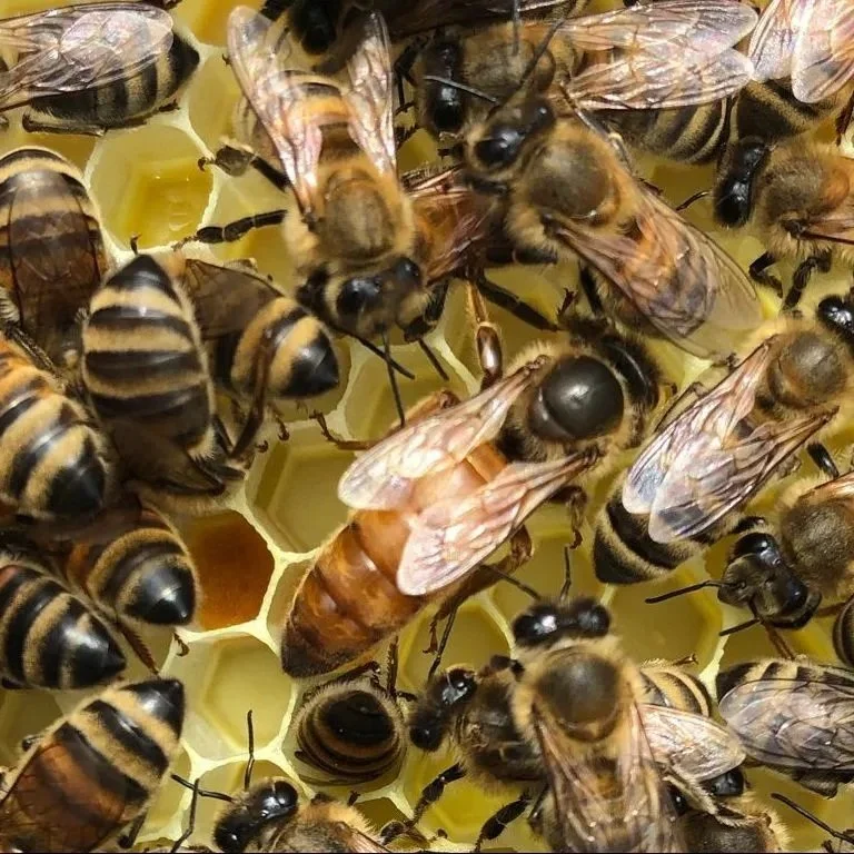 Honey Bee Genetics | Queen Bees & Starter Hives | CA