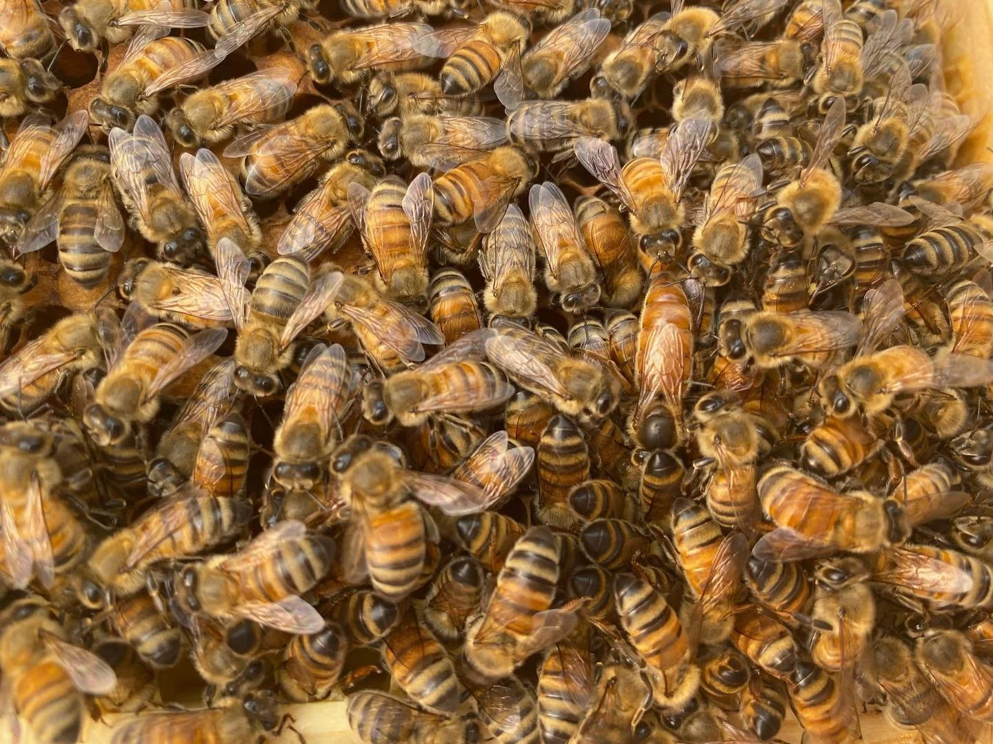 Honey Bee Genetics | Queen Bees & Starter Hives | CA
