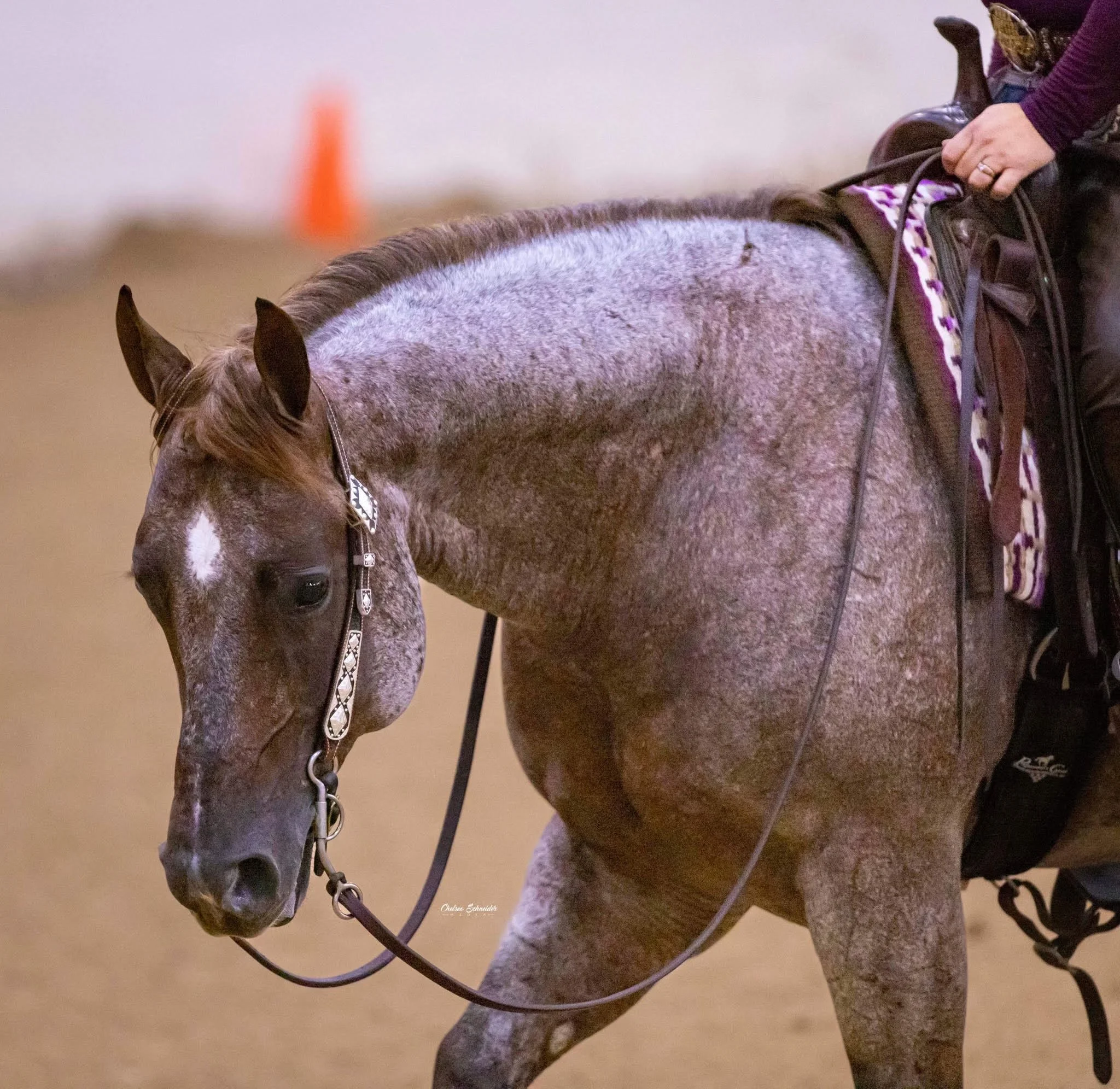 2Stables Performance Horses