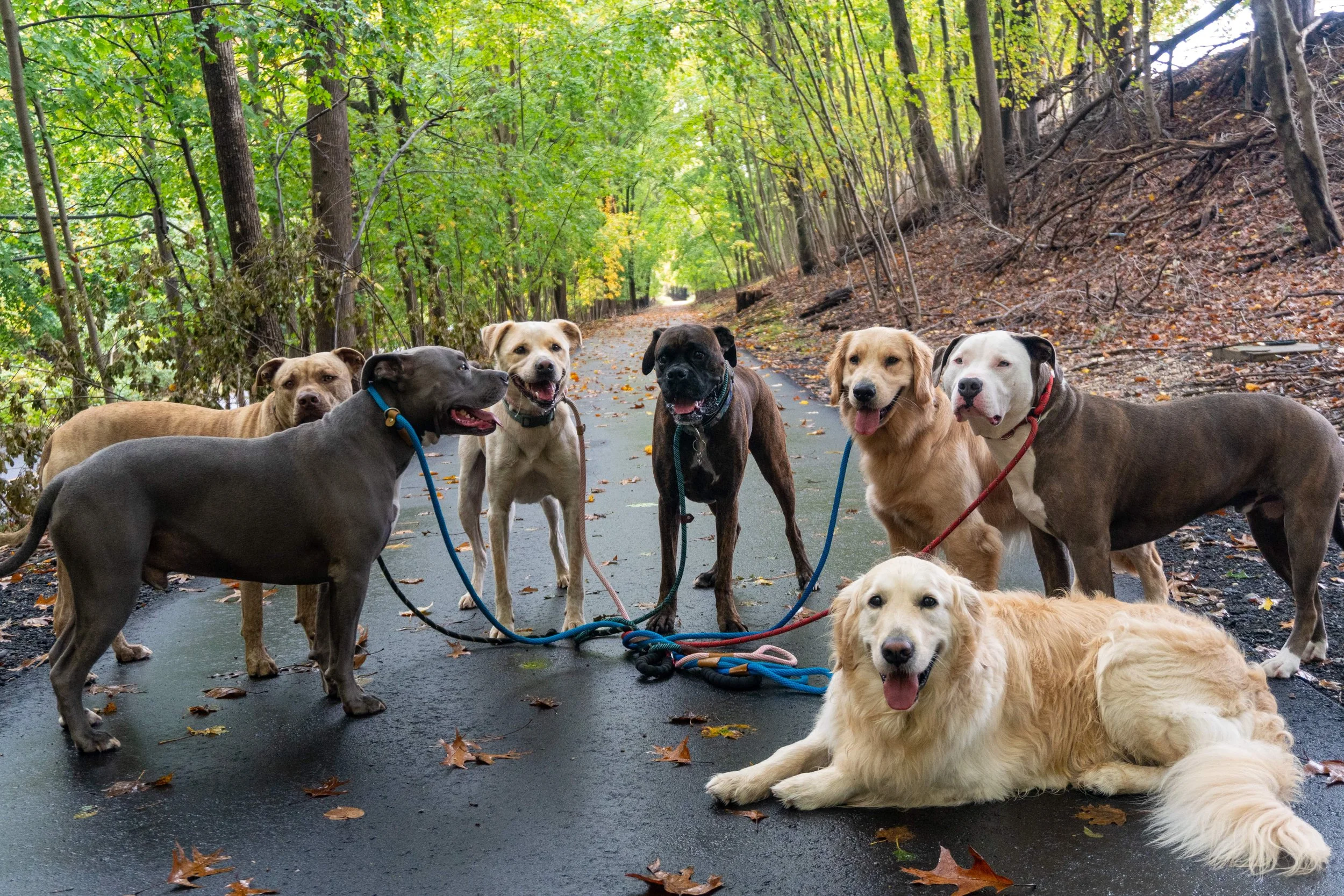 Wolf Moon Dog Training