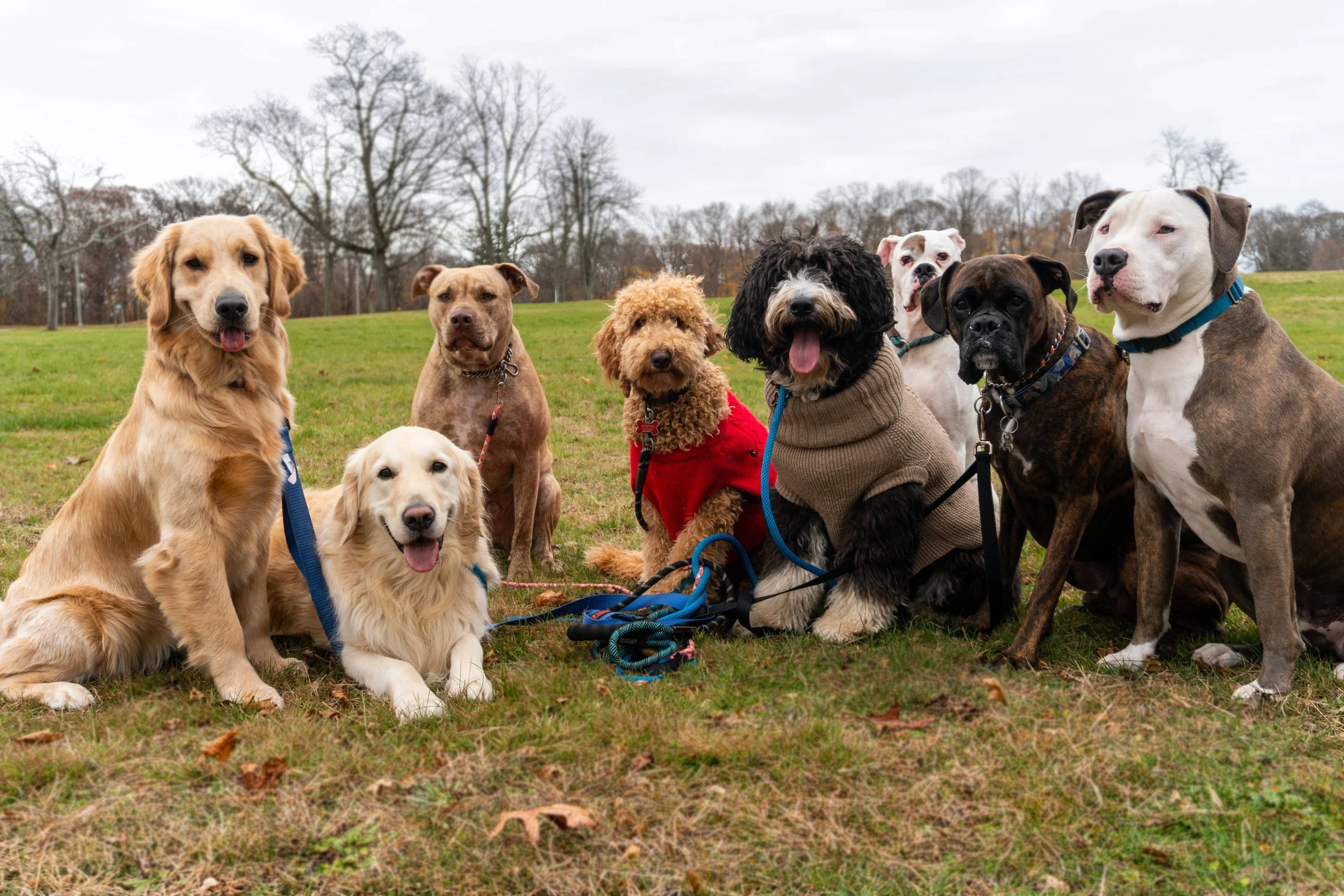 Wolf Moon Dog Training