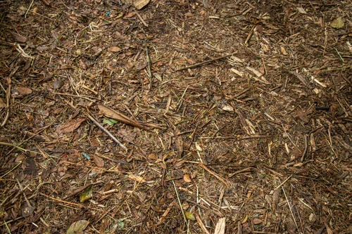 What to Do After Forestry Mulching | 5K Land Management