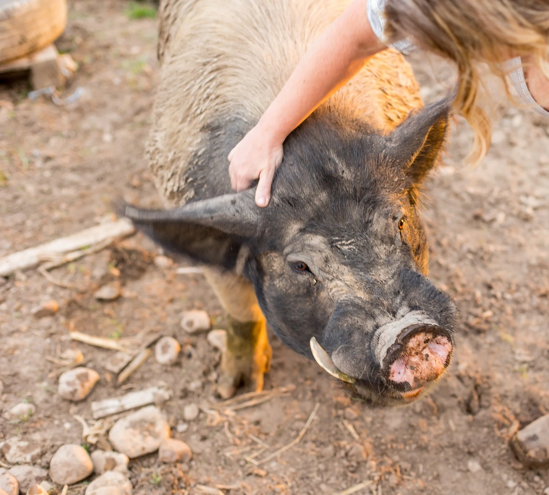 Revercomb Farms | Family Owned | Poultry, Pork, & Eggs | Bridgewater, VA