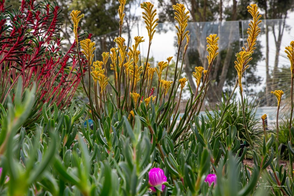 LIMINAL Landscape Design | Landscape Design Newcastle
