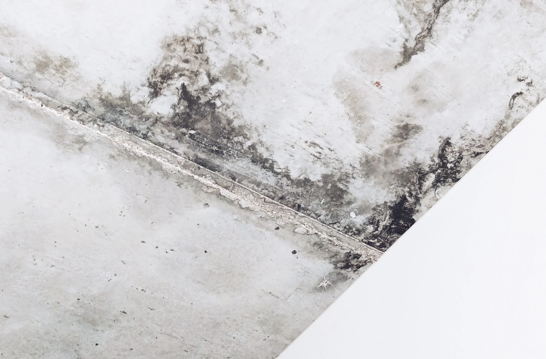 A Guide to Mold Testing Methods in Indoor Environments — The IAQ Home ...