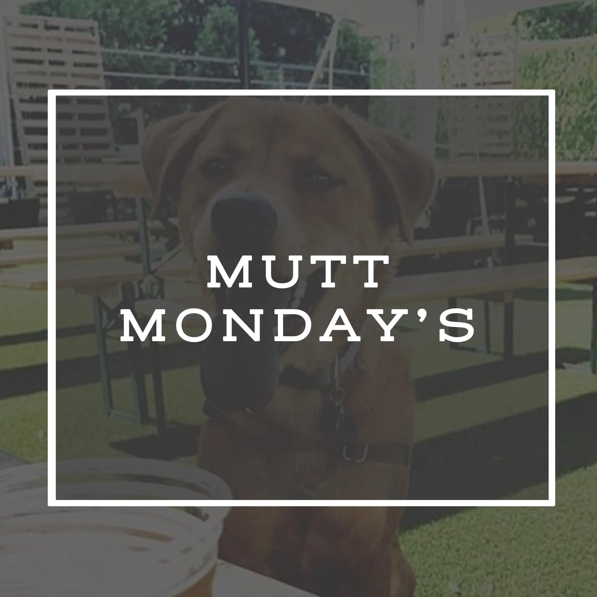 The Stables Beer Garden