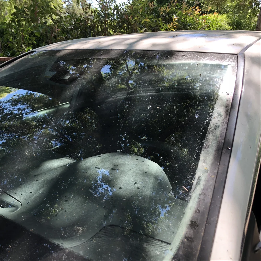 Summer Heat and Drippy Acorn Disease — Ojai Trees