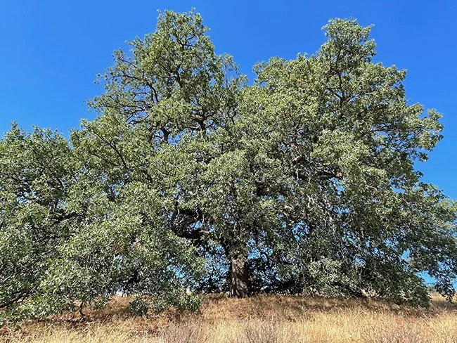 Ojai Tree Guide — Ojai Trees