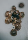 Chester Zoo Releases Snails In Bermuda — Dive Bermuda at Somerset