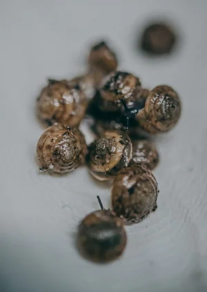 Chester Zoo Releases Snails In Bermuda — Dive Bermuda at Somerset