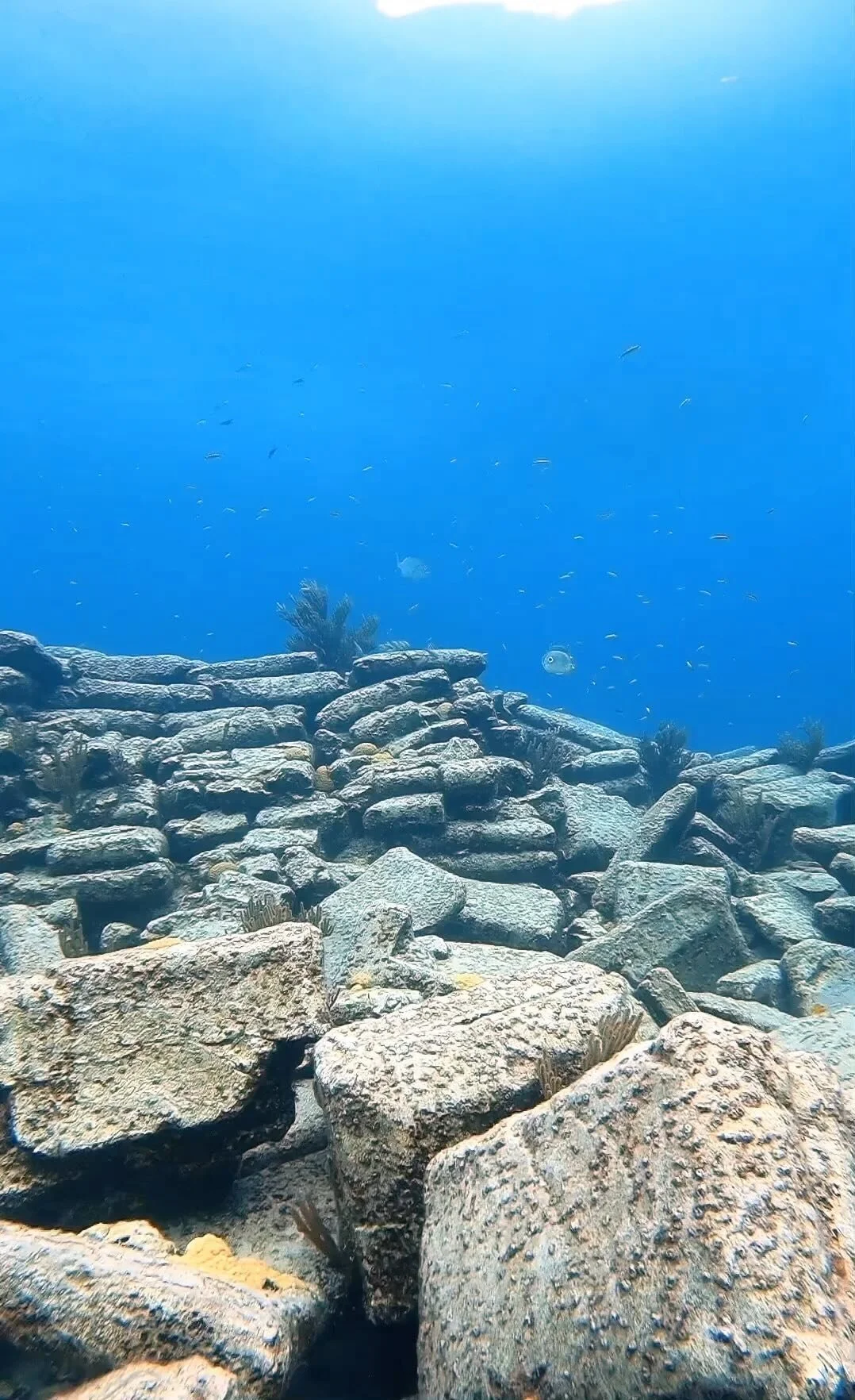 Book Online — Dive Bermuda at Somerset