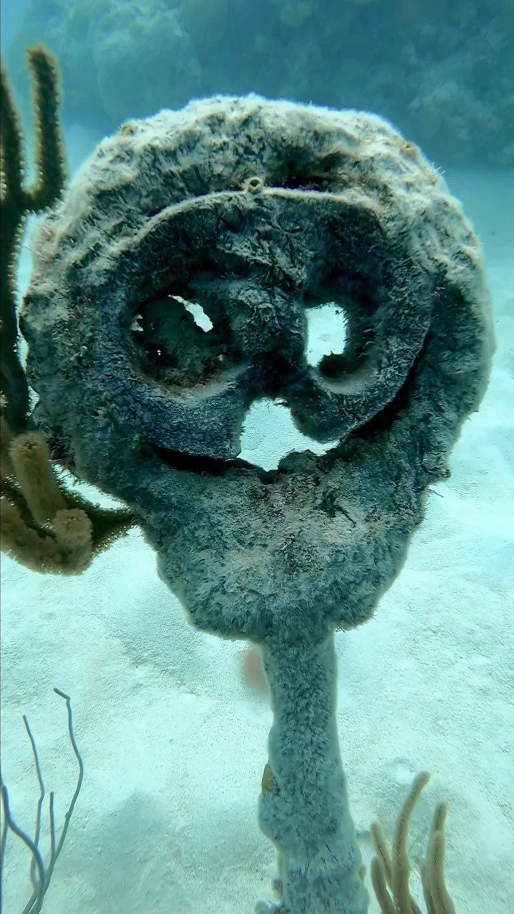 Book Online — Dive Bermuda at Somerset