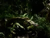 About — Birkitt Environmental Services Inc.