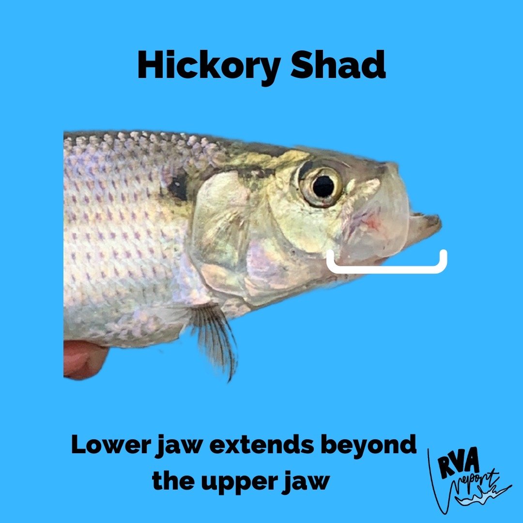 How to fish for shad in the James River — RVA James River Fishing Report