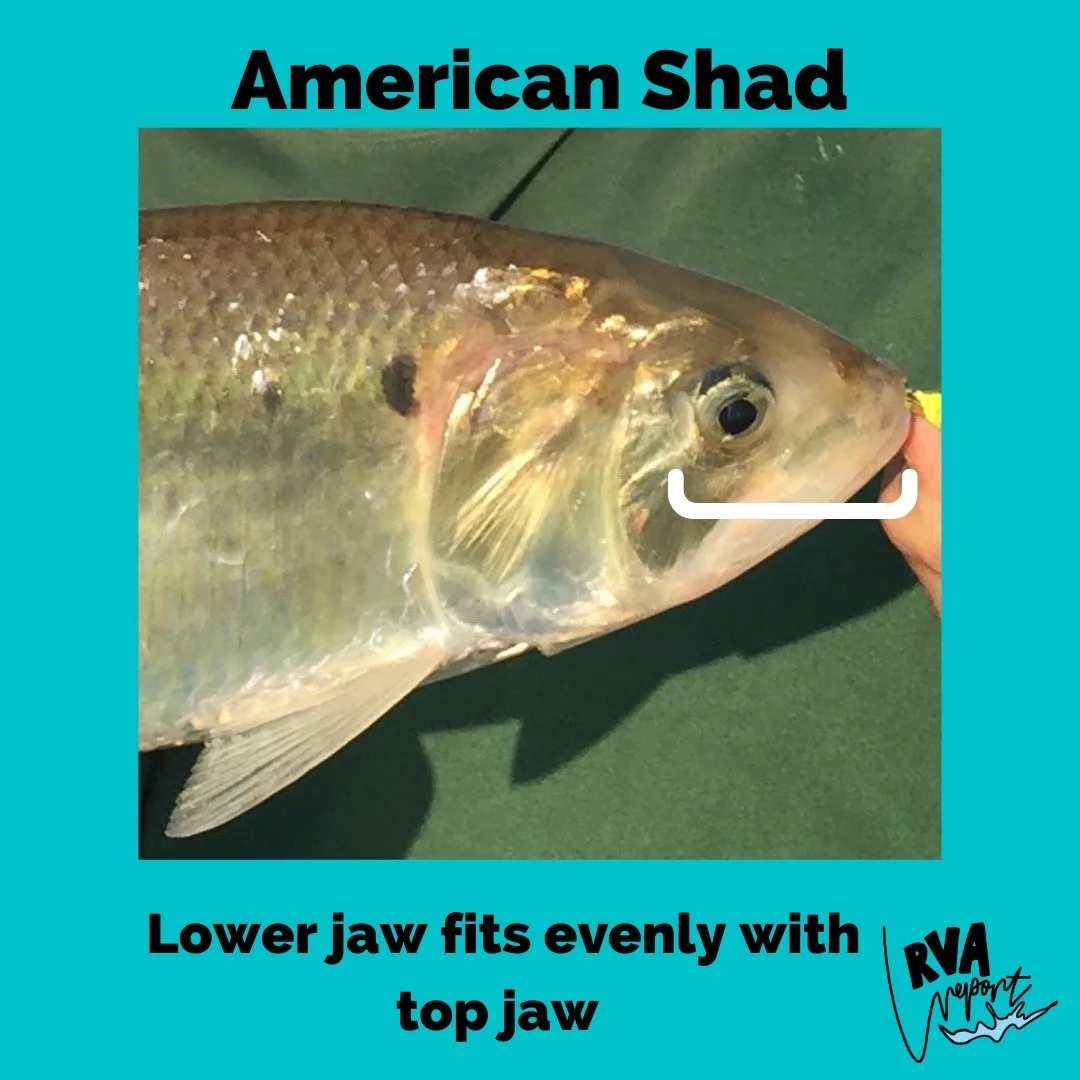 How to fish for shad in the James River — RVA James River Fishing Report