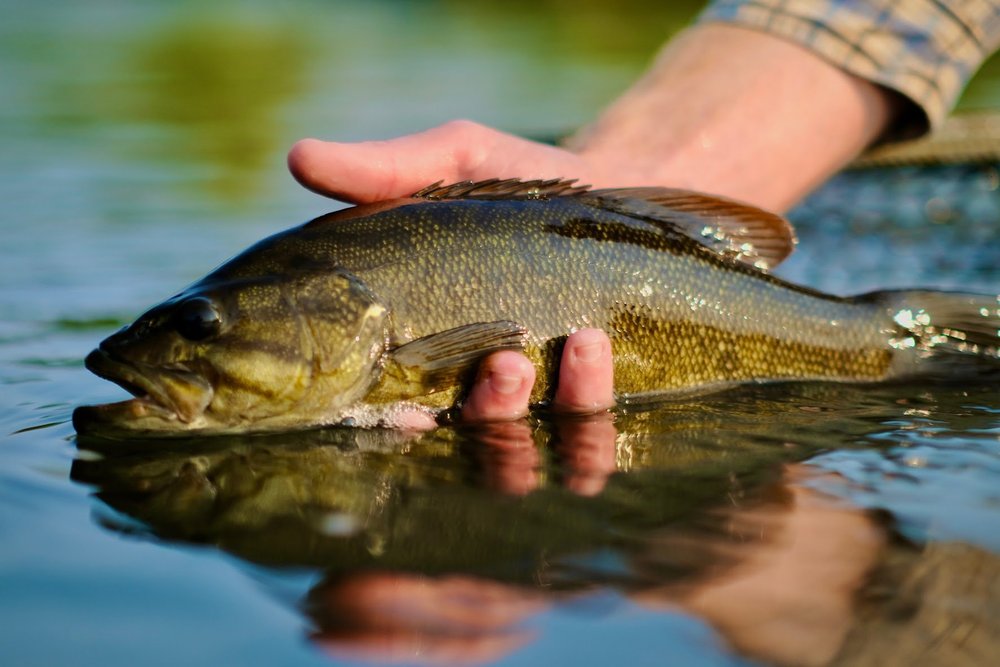 RVA James River Fishing Report